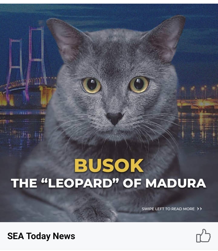 Busok, Kucing Endemik Madura Diakui Dunia sebagai Kucing Asli Indonesia ...