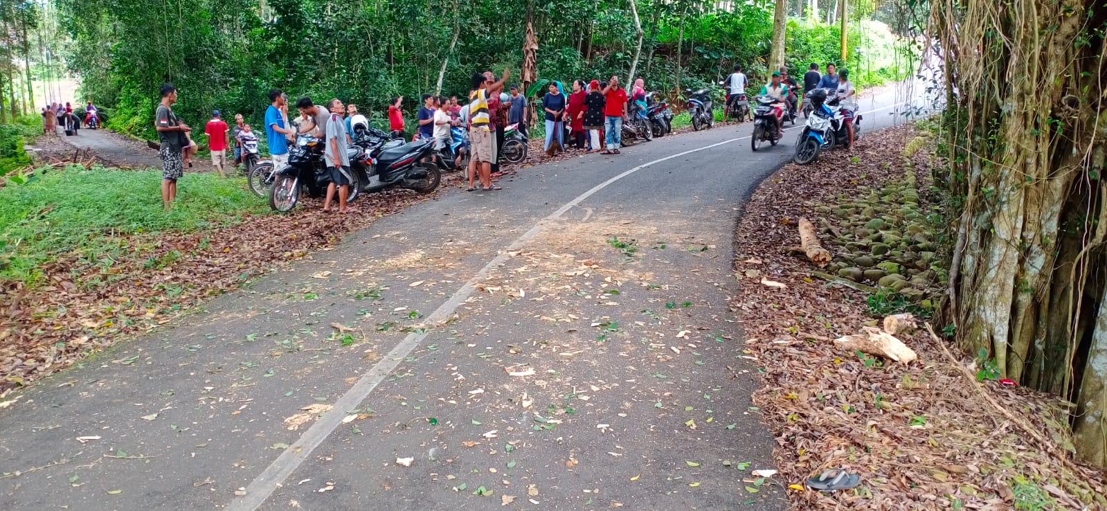 Tertimpa Dahan Pohon Beringin, Pemotor Tewas – Radar Pekalongan ID