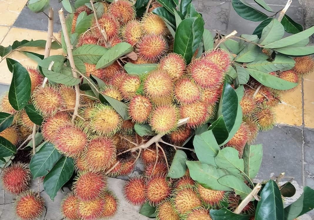Buah Rambutan, Si Manis Kaya Manfaat – Radar Pekalongan ID