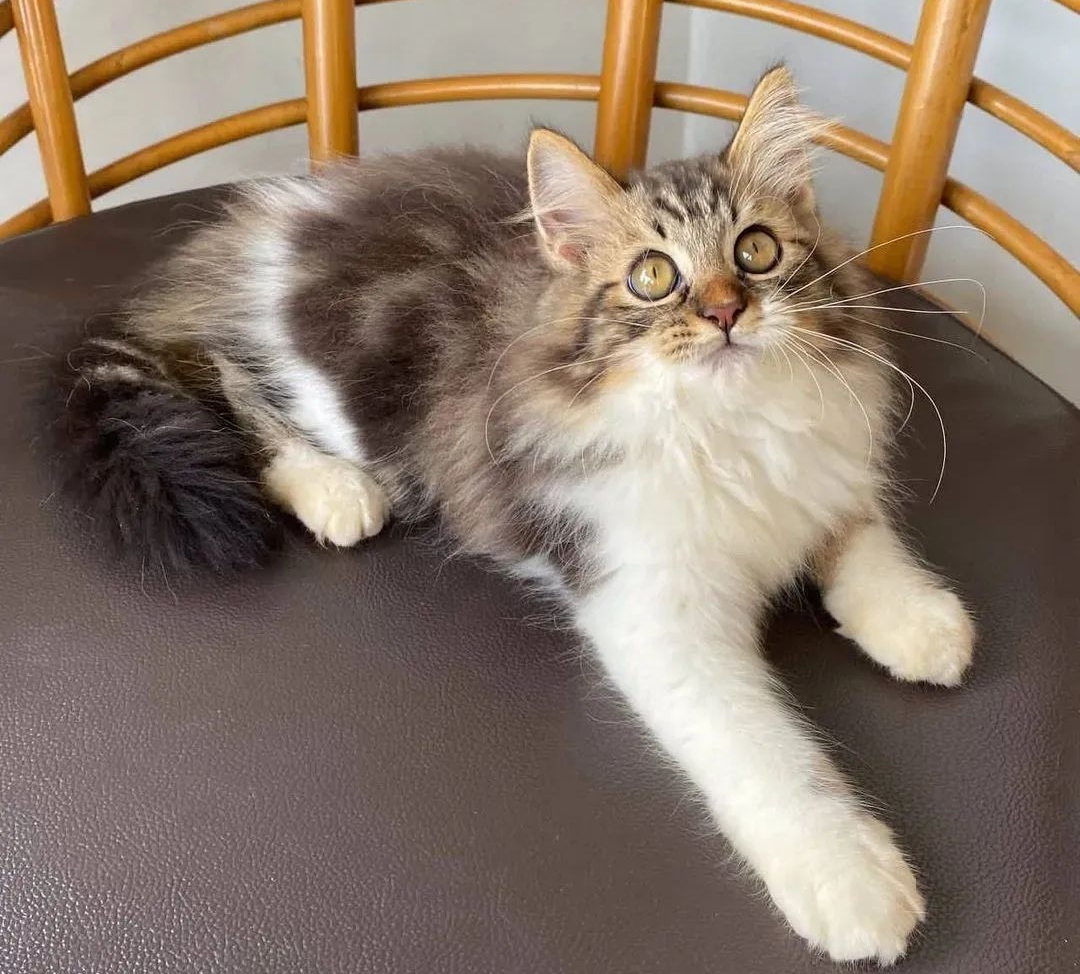 6 Tips Merawat Bulu Kucing, Dijamin Makin Cakep! – Radar Pekalongan ID