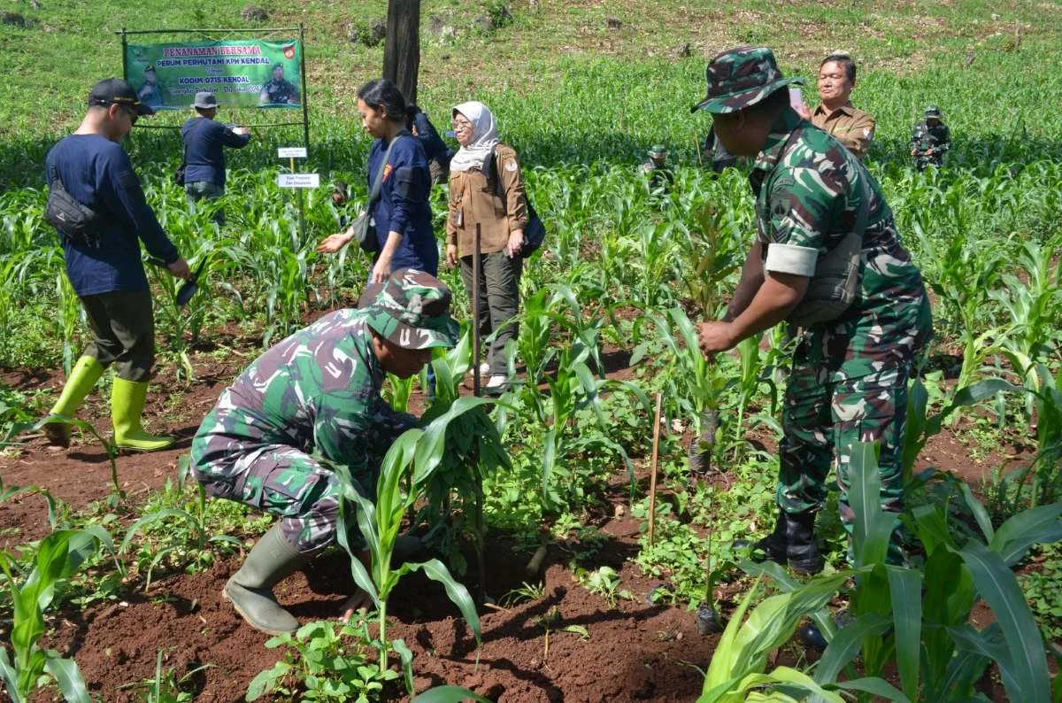 Kodim dan Perhutani KPH Kendal Kolaborasi Tanam 200 Bibit Pohon di Goa ...