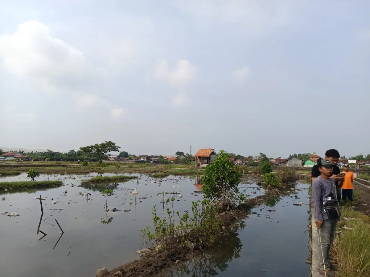 700 Hektare Sawah Terendam Rob di Batang, Petani Terancam Gagal Panen Massal – Radar Pekalongan ID