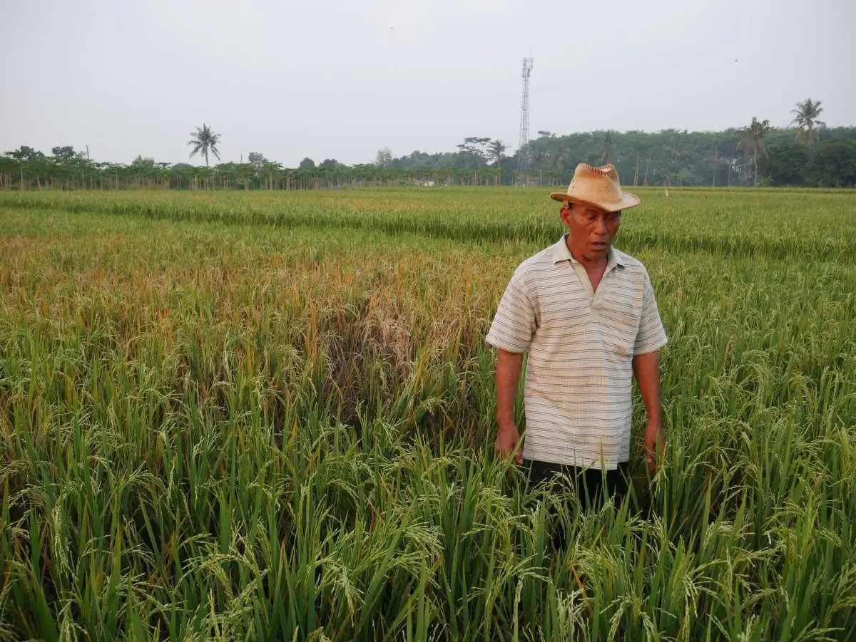 Miris! Hama Wereng Serang 50 Hektare Padi di Pekalongan, Petani Gagal Panen & Resah! – Radar ...